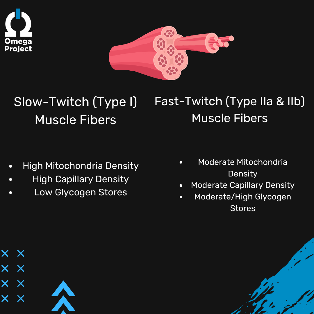 Get to Know Your Muscles: Understanding and maximizing your strength ...